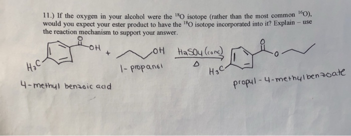Solved If the oxygen in your alcohol were 18 O isotope | Chegg.com