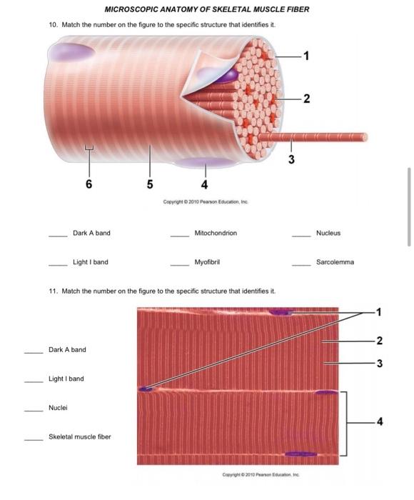 Solved MICROSCOPIC ANATOMY OF SKELETAL MUSCLE FIBER 10. | Chegg.com
