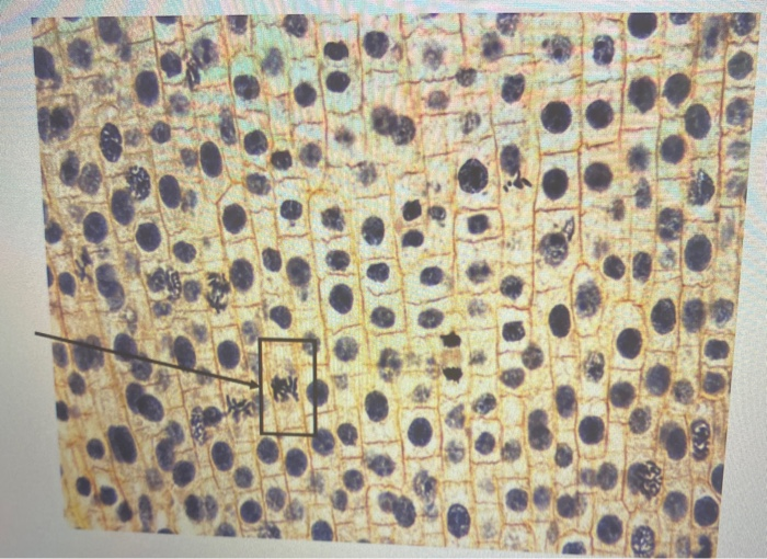 Solved Question 8 (1.5 points) Saved Identify the cell cycle | Chegg.com Solved Question 8 (1.5 points) Saved Identify the cell cycle | Chegg.com