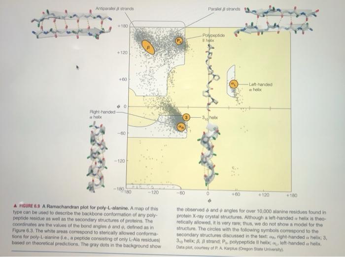 Solved 1. Polyglycine, a simple polypeptide, can form a | Chegg.com