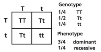 Solved T t Genotype 1/4 TT 1/2 Tt 1/4 T TT Tt 比 t Tt tt | Chegg.com
