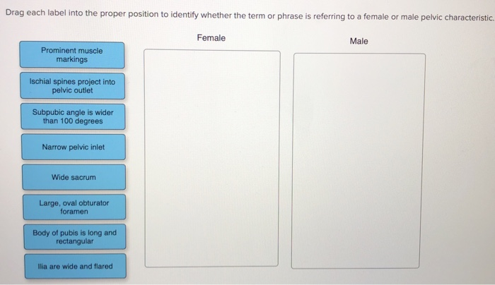 Solved Drag each label into the proper position to identify | Chegg.com