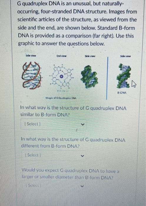 Solved G quadruplex DNA is an unusual, but | Chegg.com