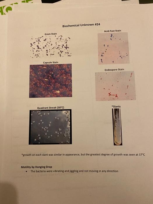 Solved Biochemical Unknown #24 Acid-Fast Stain Gram Stain | Chegg.com