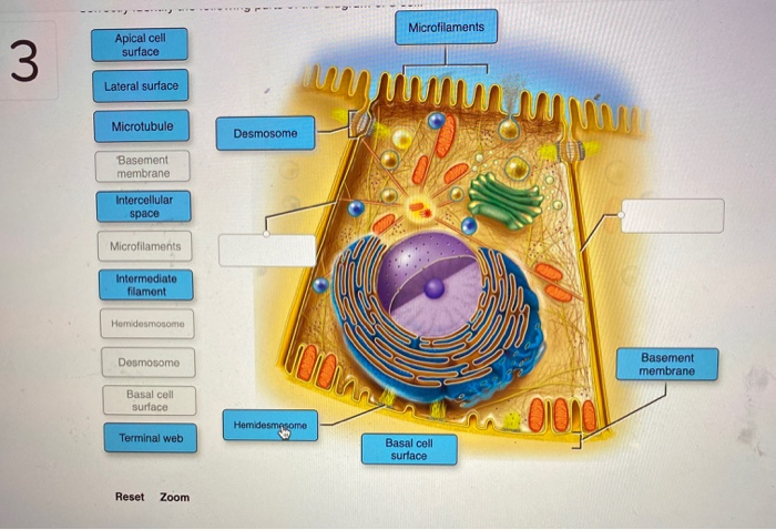 Solved Microfilaments Apical cell surface 3 Lateral surface | Chegg.com