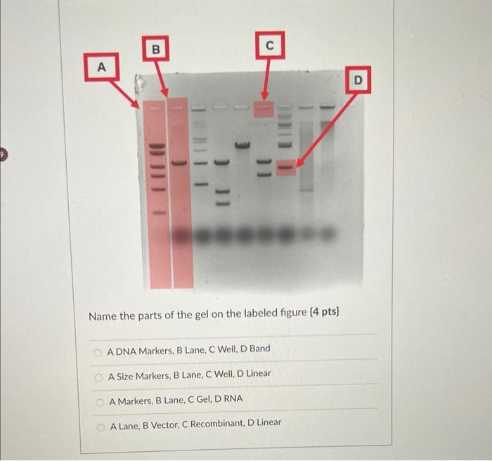 Solved Name the parts of the gel on the labeled figure 4pts} | Chegg.com