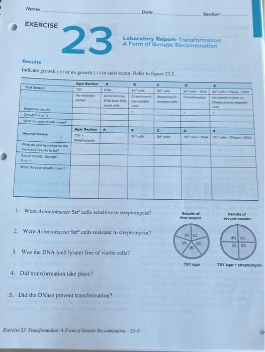 Solved EXERCISE Laboratory Report: Transformation: A Form of | Chegg.com