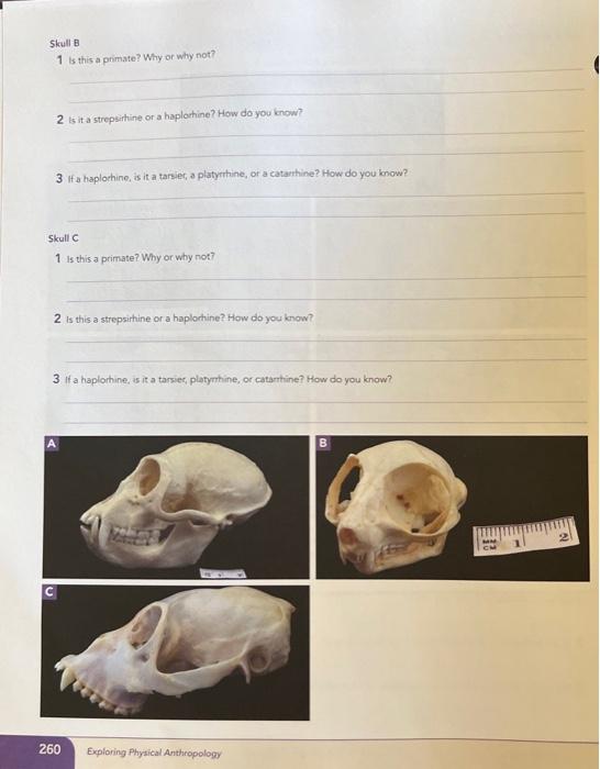 Solved LAB EXERCISE Nam 9.2 Primate Classification Section | Chegg.com