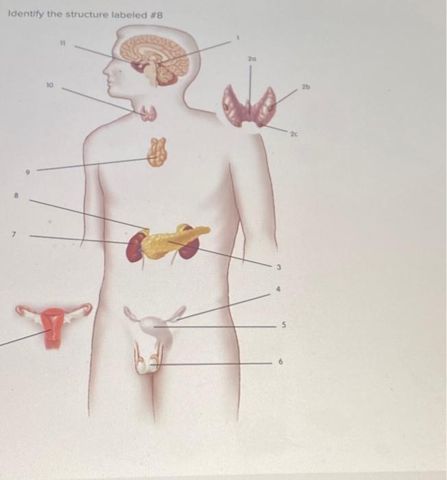 Solved Identify the structure labeled #8 7 10 be 20 5 2c 2b | Chegg.com