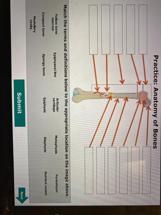 Solved Practice: Anatomy of Bones Match the terms and | Chegg.com