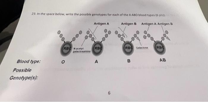 Solved 23. In the space below, write the possible genotypes | Chegg.com