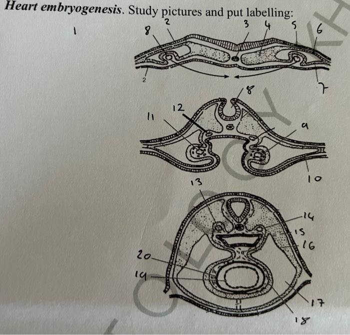 Solved Heart embryogenesi ∼Put labelling: | Chegg.com