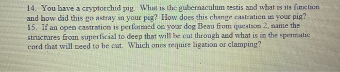 Solved 14. You have a cryptorchid pig. What is the | Chegg.com