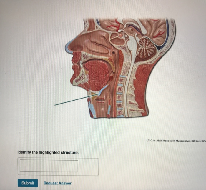 Solved Part A Identify the highlighted cells. Submit Request | Chegg.com