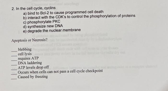 Solved 2. In the cell cycle, cyclins a) bind to Bcl−2 to | Chegg.com