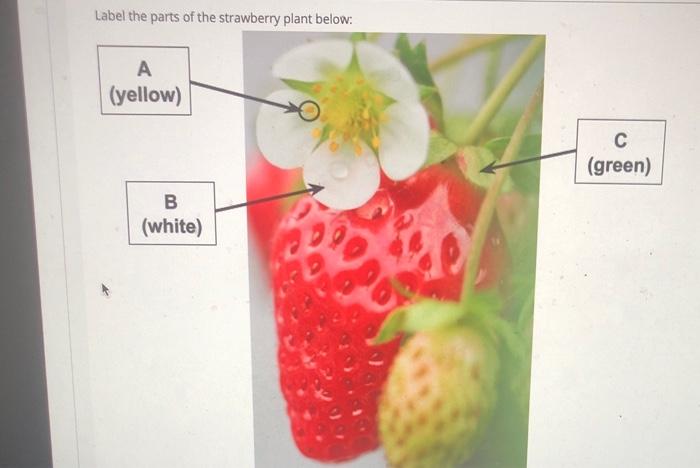 Solved Label the parts of the strawberry plant below: A | Chegg.com