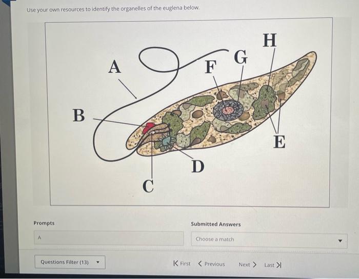 Solved of the euglena below. photoreceptor eye spot nucleus | Chegg.com