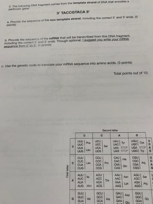 Solved 2. The following DNA fragment comes from the template | Chegg.com