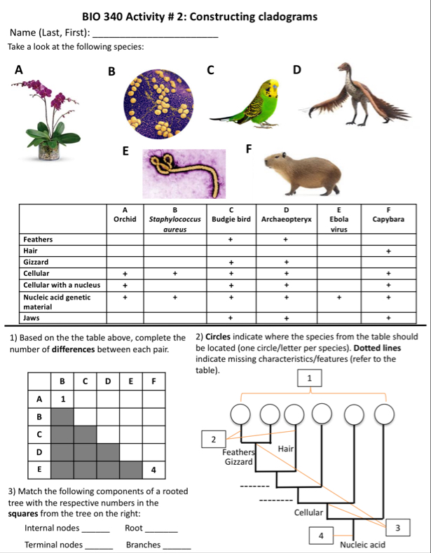 Solved BIO 340 ﻿Activity # 2: Constructing cladogramsName | Chegg.com
