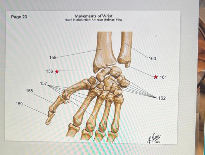 Solved Movements of Wrist Hand in Abduction: Anterior | Chegg.com