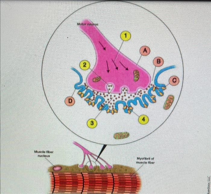 Solved 1. Label the following structures as shown in Figure | Chegg.com