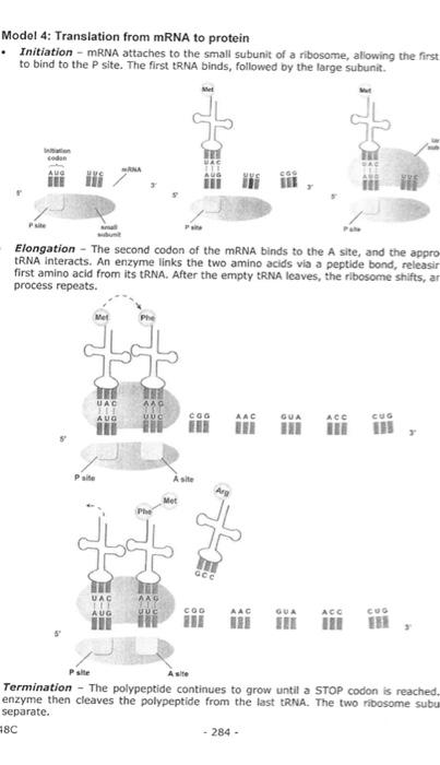 Solved Model 4: Translation from mRNA to protein • | Chegg.com