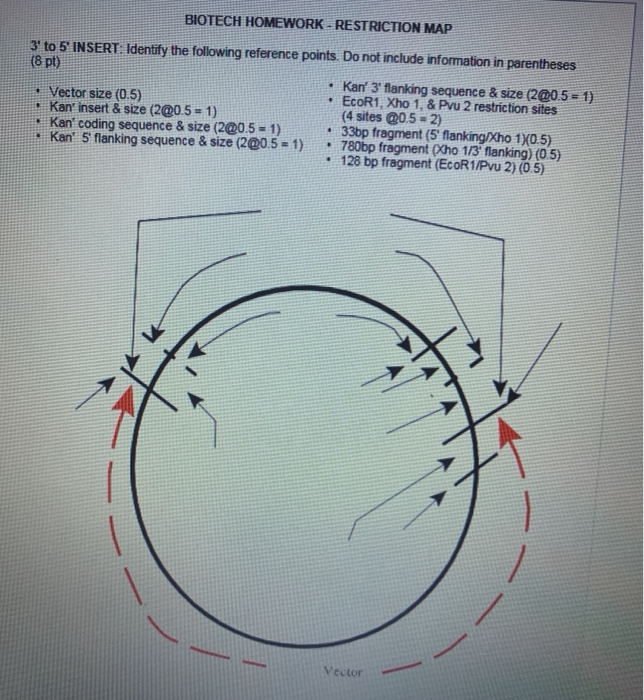 BIOTECH HOMEWORK-RESTRICTION MAP - 31 points 5' to 3' | Chegg.com
