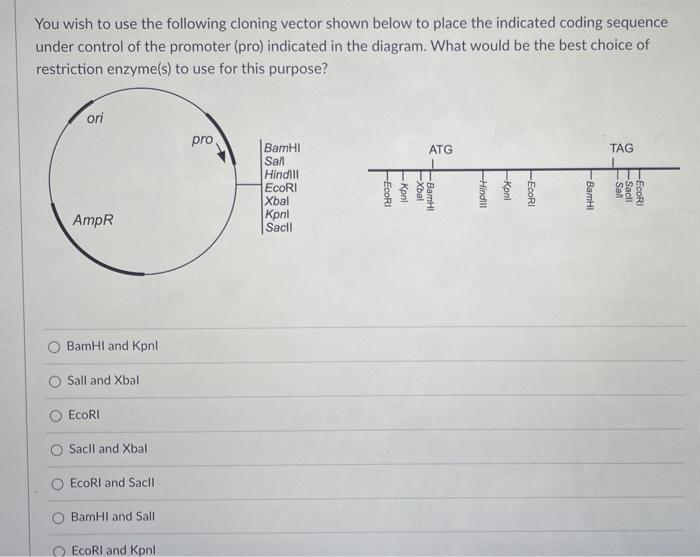 Solved You wish to use the following cloning vector shown | Chegg.com
