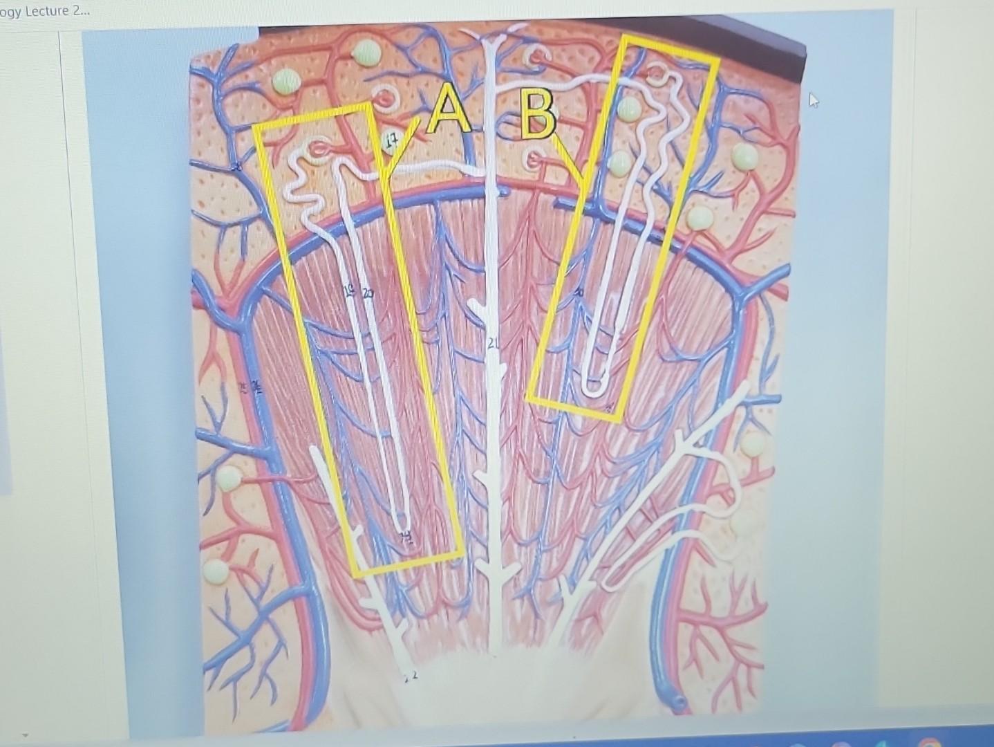Solved The vessel indicated by " A " is the [ Select)ogy | Chegg.com