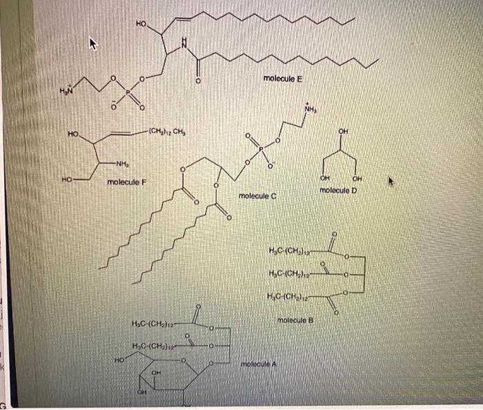 HO molecule E mx PH HO CH1 CH, OH -ΝΗ, HO molecule F | Chegg.com