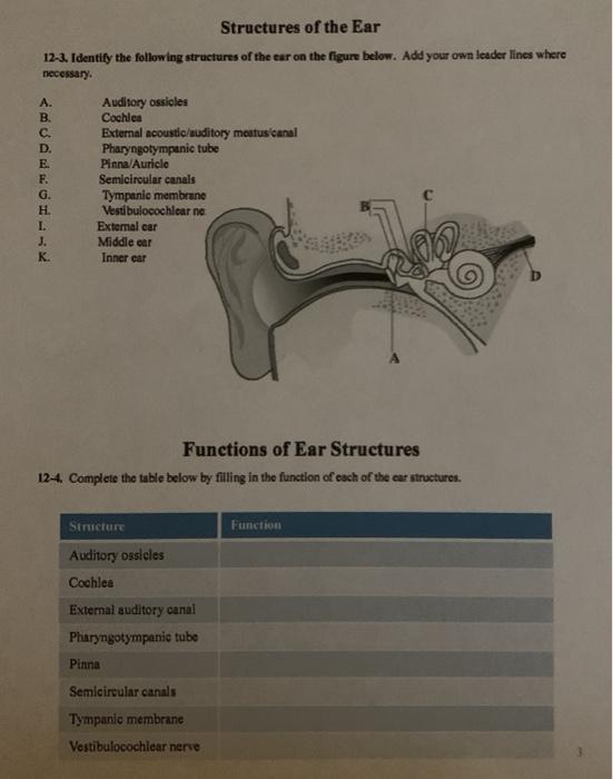 Solved Structures of the Ear 12-3. Identify the following | Chegg.com