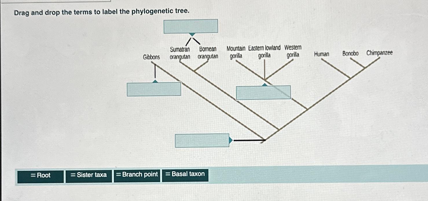 Solved Drag and drop the terms to label the phylogenetic | Chegg.com