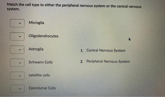 Solved Match the cell type to either the peripheral nervous | Chegg.com