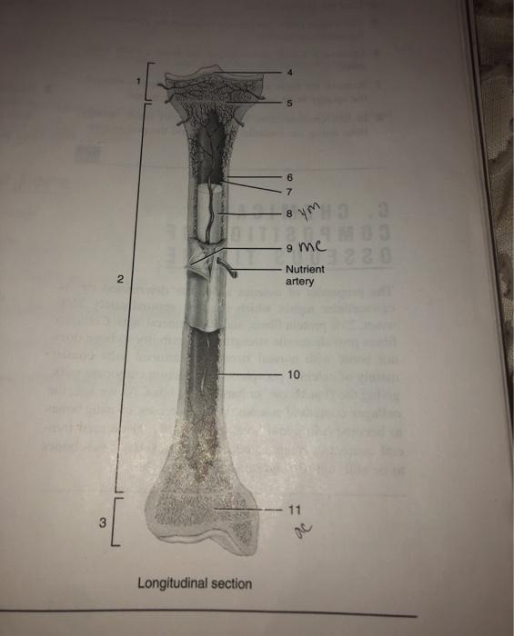 Solved The second picture is the word bank to label the bone | Chegg.com