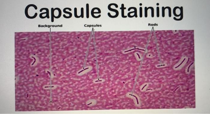 Solved Capsule Staining Background Capsules Rods la | Chegg.com