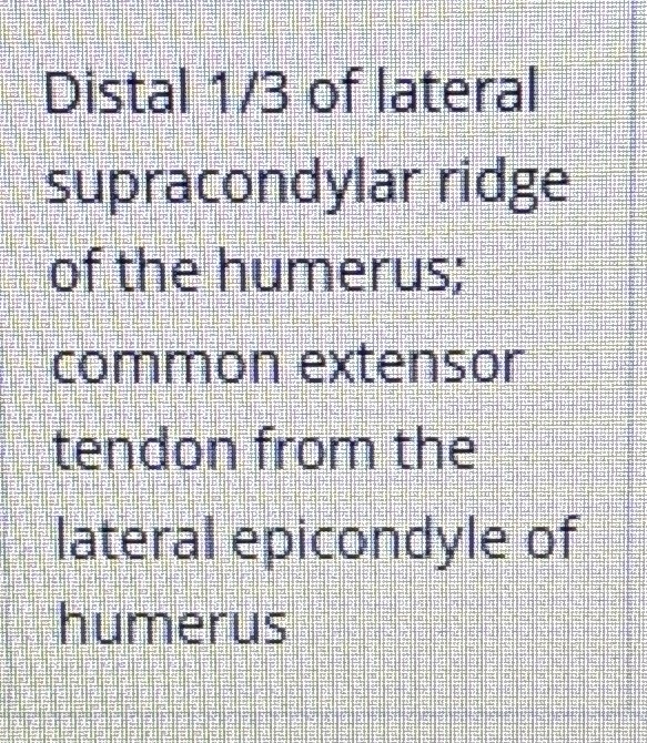 Solved Distal 13 ﻿of lateral supracondylar ridge of the | Chegg.com