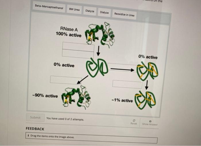 Solved the Beta-Mercaptoethanol 8M Urea Dialyze Dialyze | Chegg.com