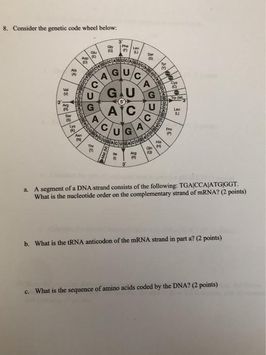 Solved 8. Consider the genetic code wheel below: 3 Phe GY LU | Chegg.com