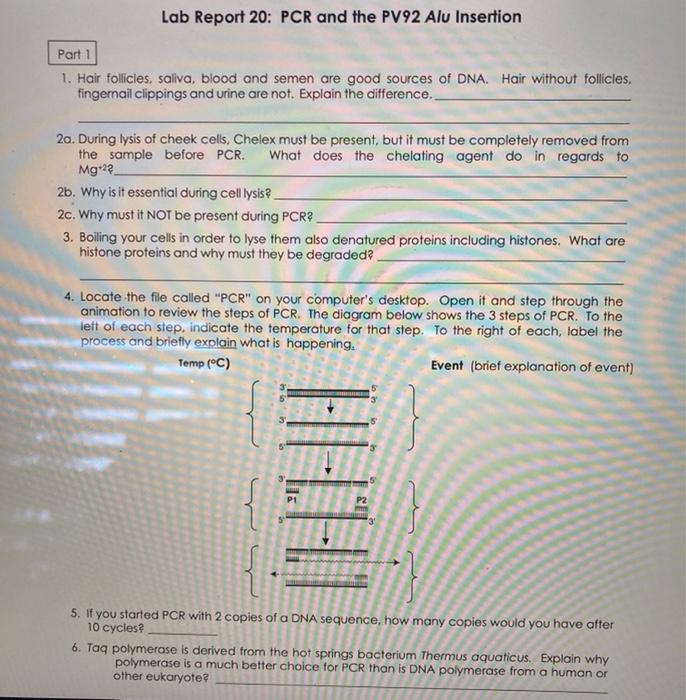 Solved Lab Report 20: PCR and the PV92 Alu Insertion Part 1 | Chegg.com