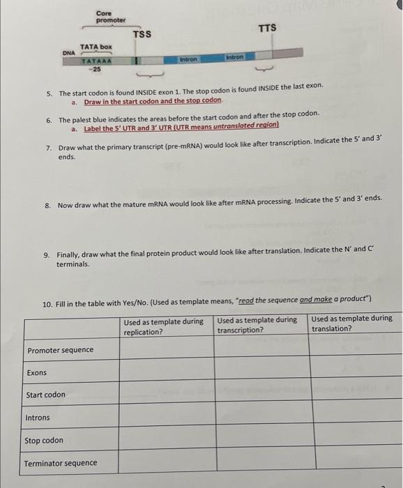 Solved 5. Gene Map Questions Upstream and downstream are | Chegg.com