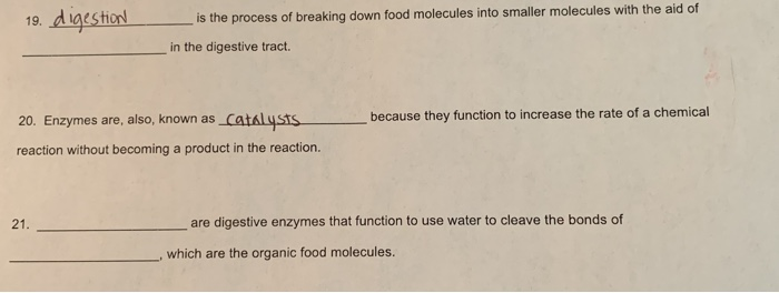 Solved 19. digestion is the process of breaking down food | Chegg.com