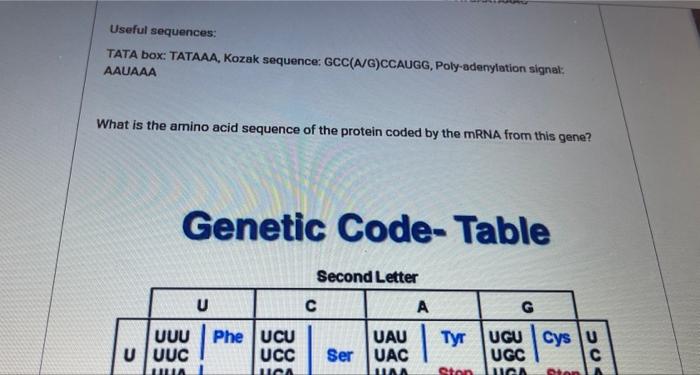 Solved The DNA sequence below comes from the coding strand | Chegg.com