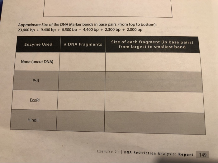 Approximate Size of the DNA Marker bands in base | Chegg.com