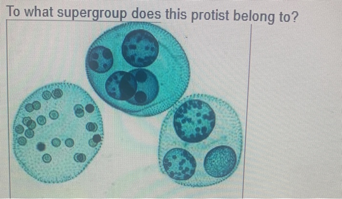 Solved To what supergroup does this protist belong to? | Chegg.com