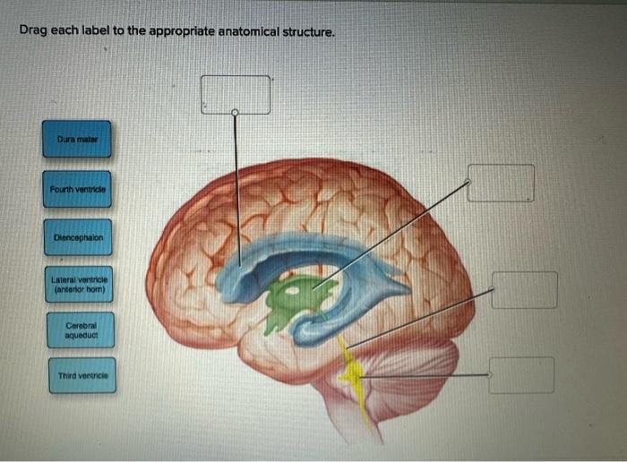 Solved Drag each label to the appropriate anatomical | Chegg.com