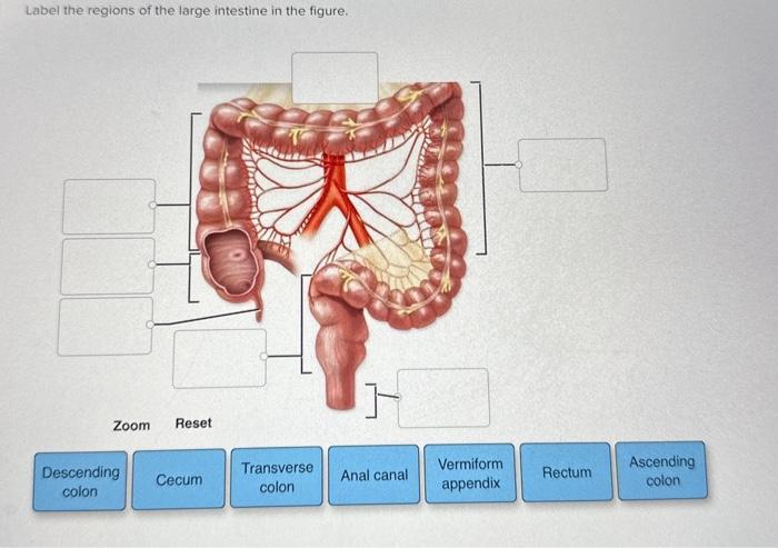 Solved Label the regions of the large intestine in the | Chegg.com