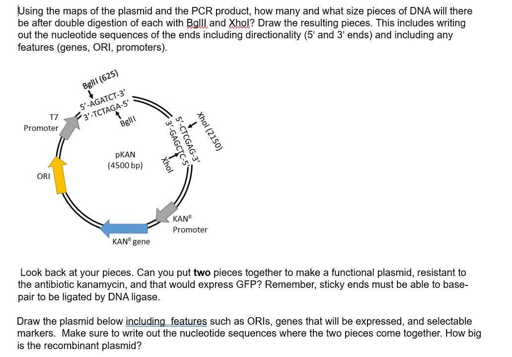 Solved Using the maps of the plasmid and the PCR product, | Chegg.com