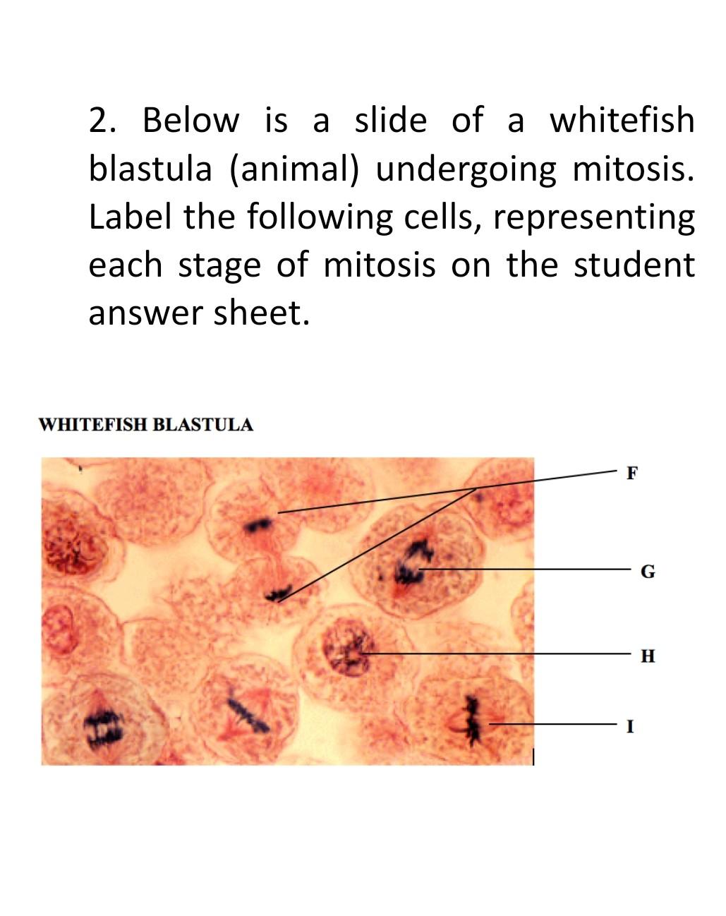Solved 2. Below is a slide of a whitefish blastula (animal) | Chegg.com