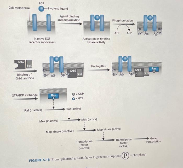 Solved consider the signal transduction pathway shown in | Chegg.com