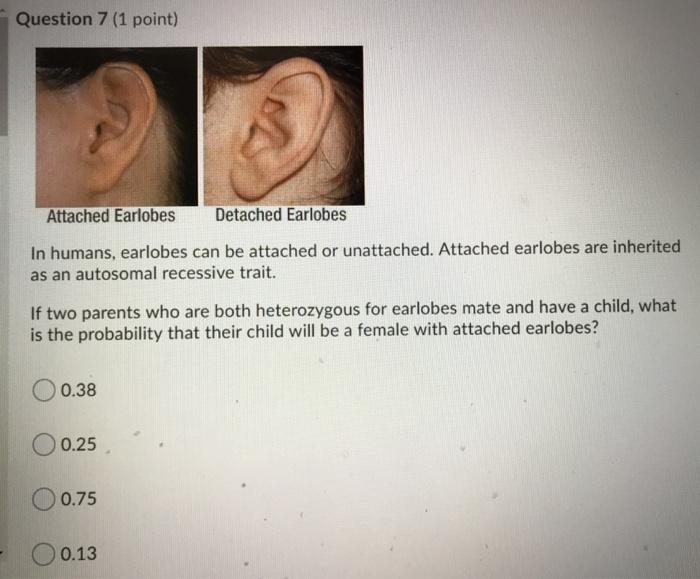 Solved Question 7 (1 point) on Attached Earlobes Detached | Chegg.com